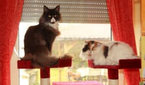 How to Determine the Gender of a Kitten? - 3 Easy Ways