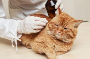 How to Heal an Open Wound on a Cat? - Caring Guide