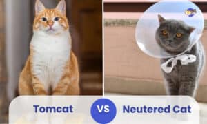 Tomcat vs Neutered Cat: Physical & Behavioral Comparison