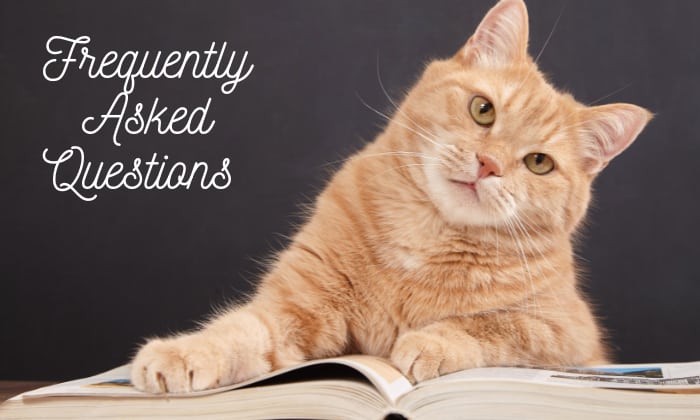 Pregnant Cat Nipples vs Normal: What Do They Look Like? Pregnant Cat Nipples vs Normal: What Do They Look Like?