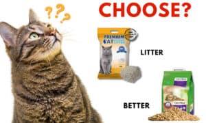 Cat Litter vs Pellets: Which is Right for Your Cat?
