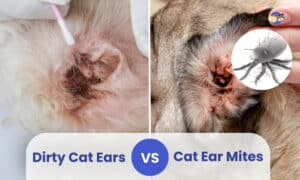Dirty Cat Ears vs Ear Mites: Identifying Your Cat's Ear Issue
