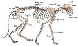 How Many Bones Does a Cat Have? - Cat Skeleton