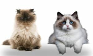 Himalayan Cat vs Ragdoll Cat? - What is the Differences?