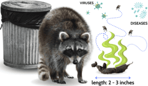 Cat Poop vs Raccoon Poop - Identification Guide