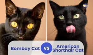 Bombay vs American Shorthair Cat