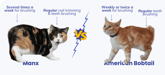 Manx Cat vs American Bobtail Cat: The Key Differences