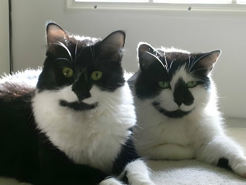 How Do You Tell if Your Cat is a Tuxedo Cat or Cow Cat?